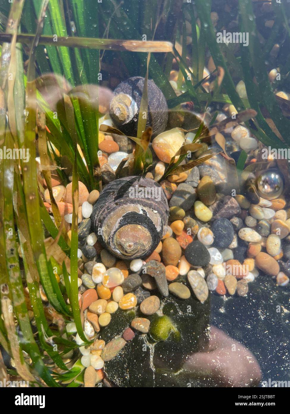 Black Tegula (Tegula funebralis), Mollusca, North Pacific Ocean, CA, US ...