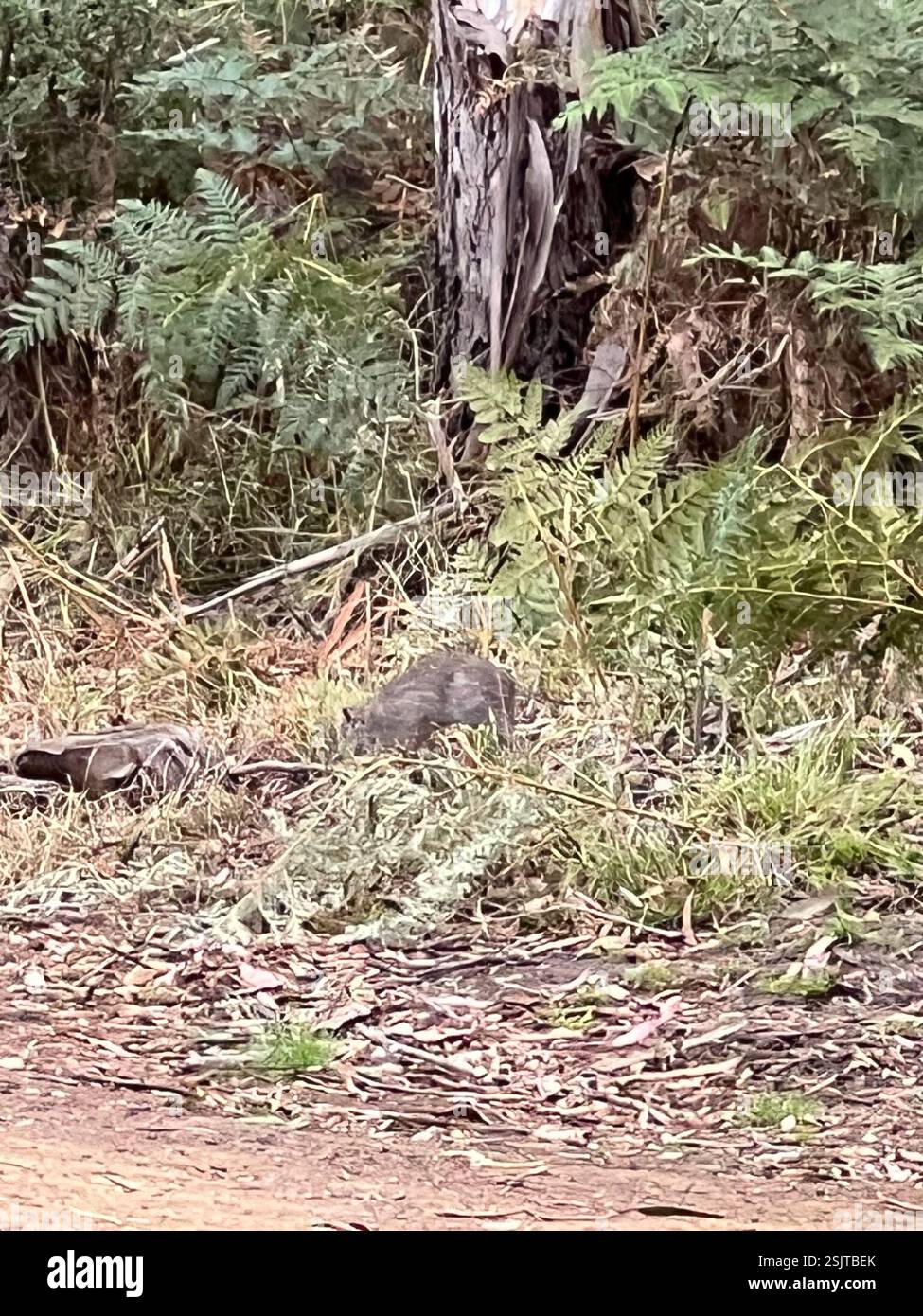 Southern Brown Bandicoot (Isoodon obesulus), Mammalia, Tasmania ...