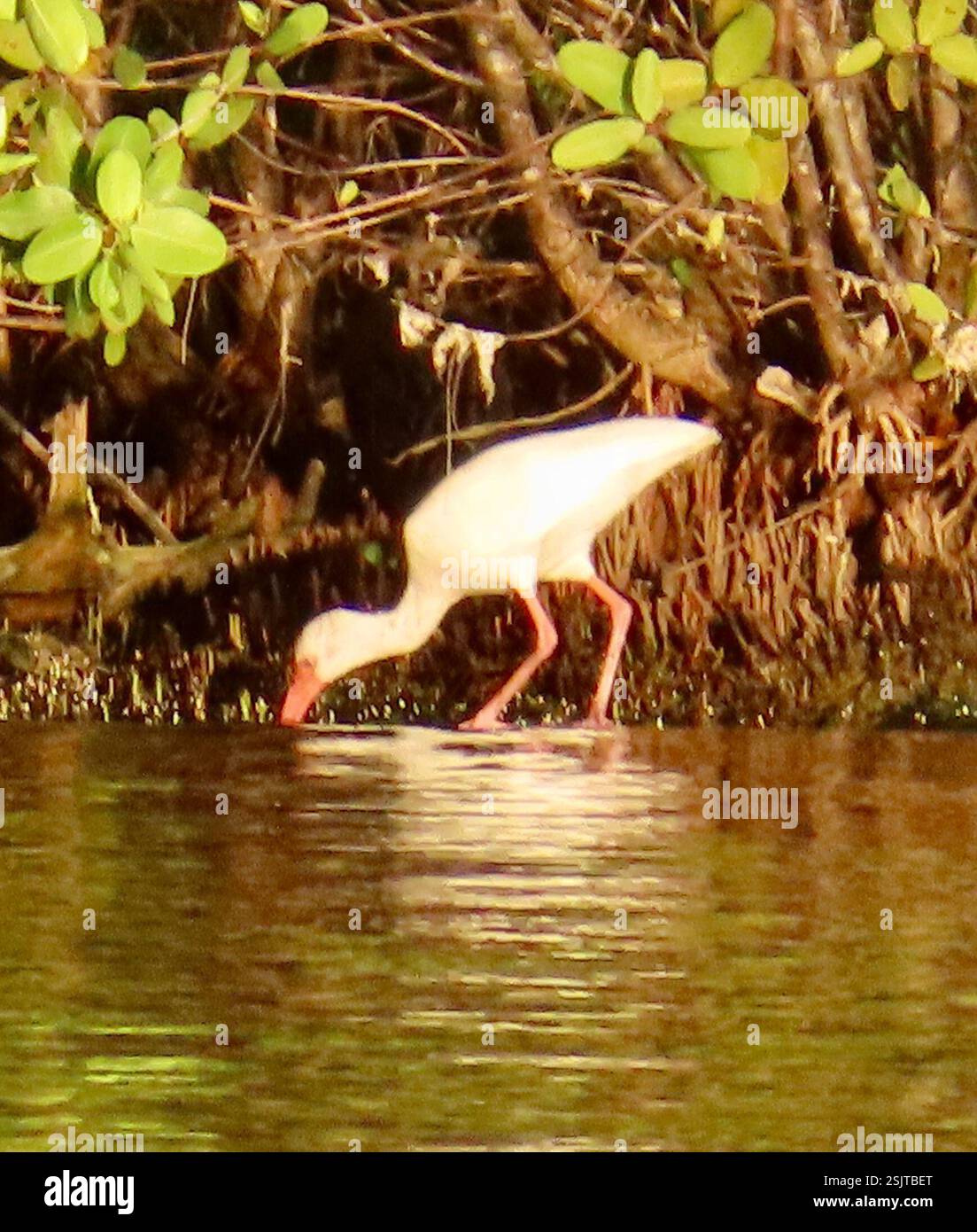 White Ibis (Eudocimus albus), Aves, Matanzas, CU, Two White Ibis ...