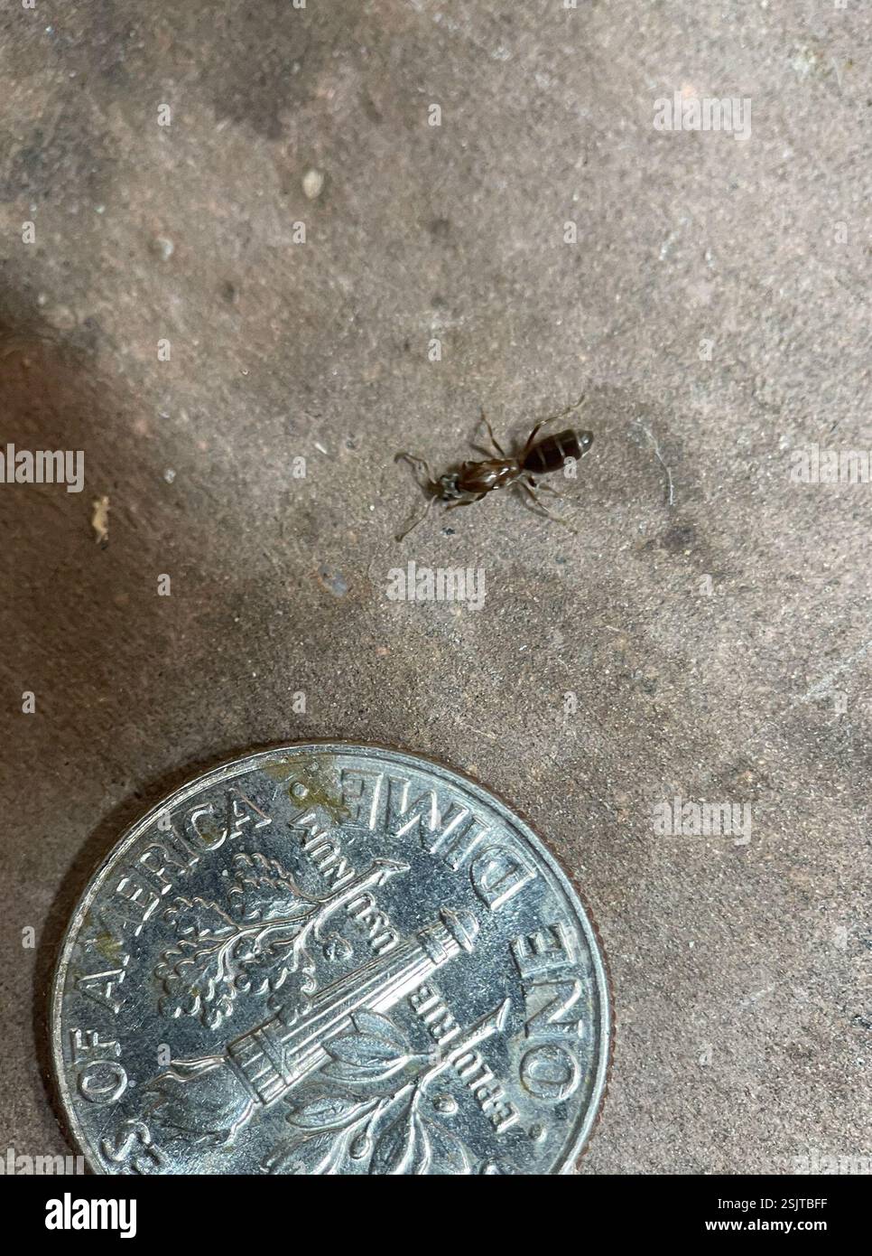 Argentine Ant (Linepithema humile), Insecta, Via Laguna Vista, San Luis ...