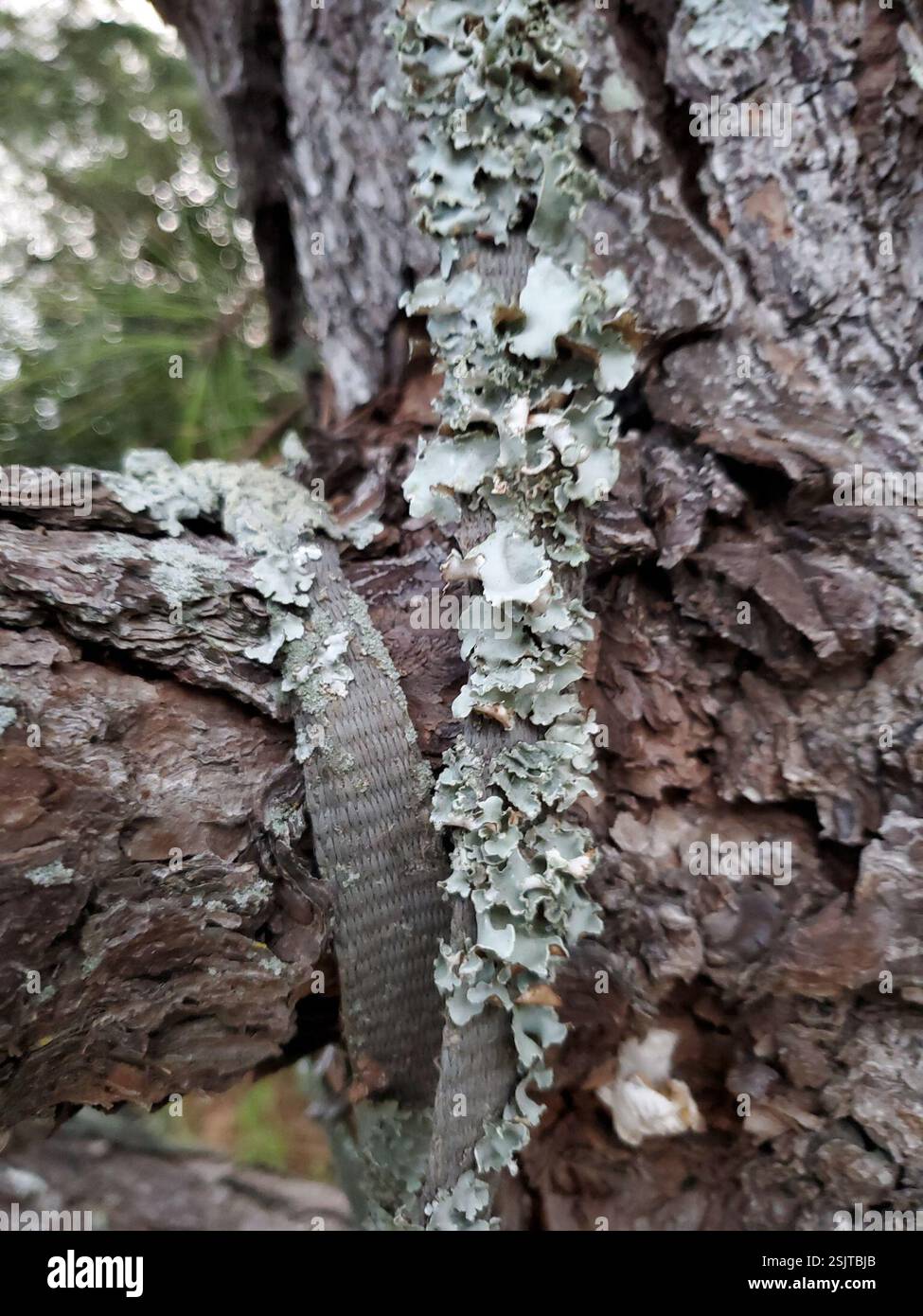 Ruffle Lichens (Parmotrema), Fungi, DeSoto, Mississippi, United States ...