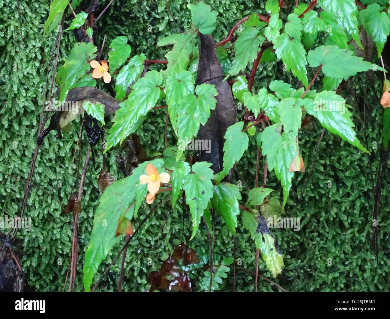 Sutherland begonia (Begonia sutherlandii), Plantae, Chase Valley ...