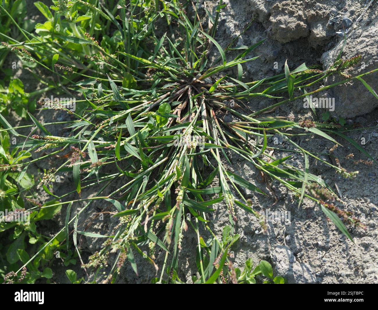 Jungle Rice (Echinochloa colonum), Plantae, 台灣雲林縣 Stock Photo - Alamy
