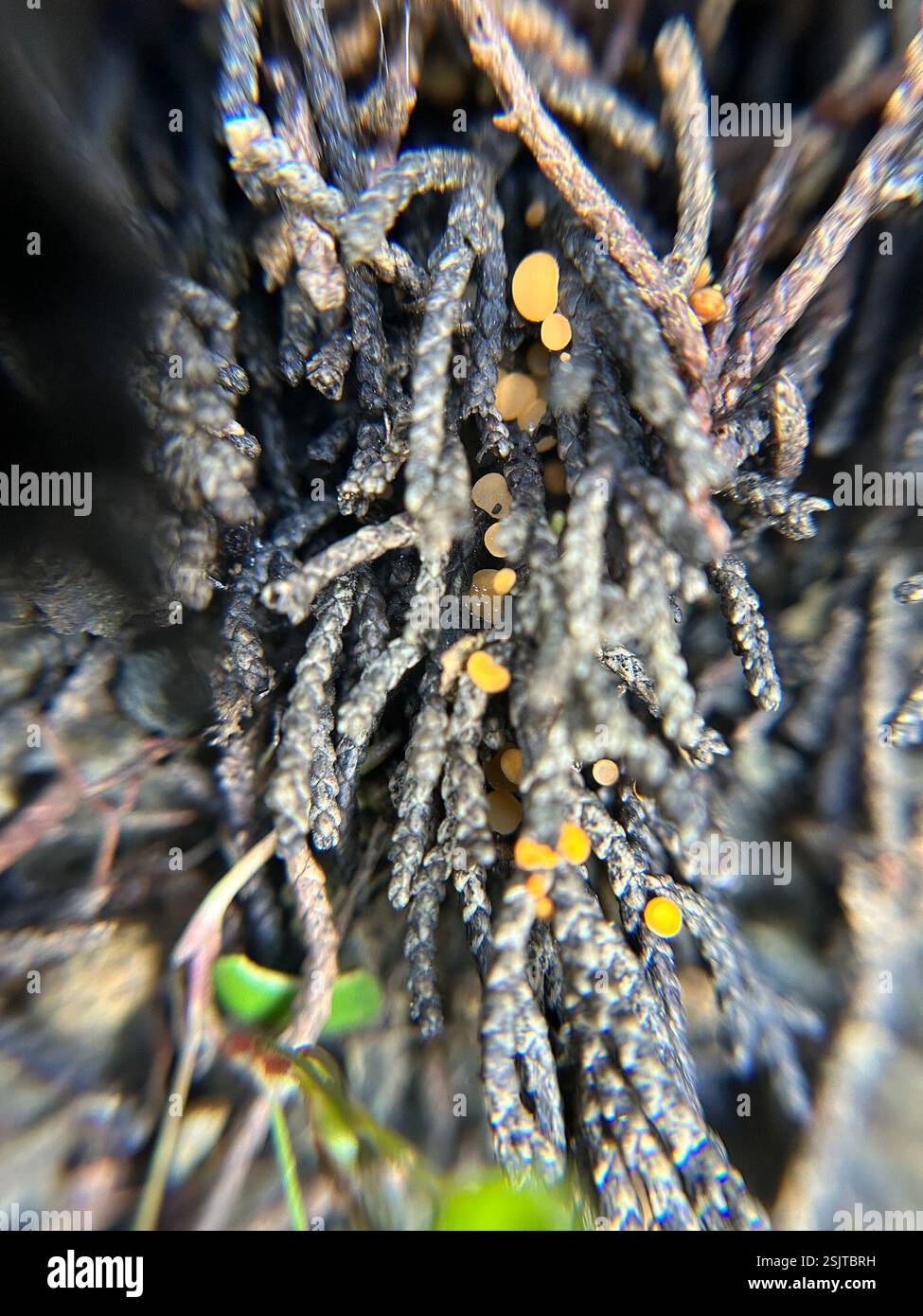 juniper disco (Pithya cupressina), Fungi, Moonstone Beach Dr, Cambria ...