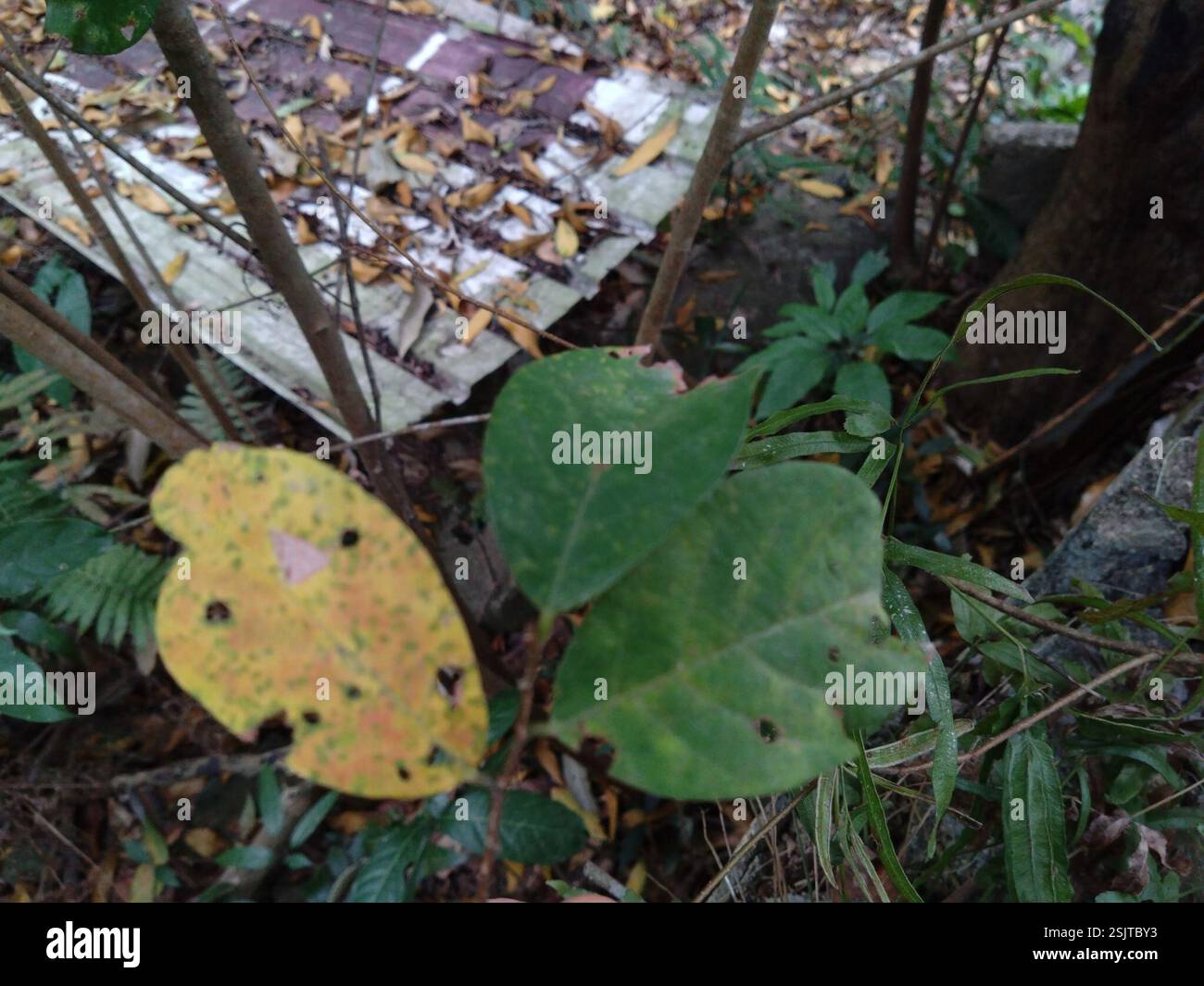 Opposite Leaf Fig (Ficus hispida), Plantae, Islands, HK Stock Photo - Alamy