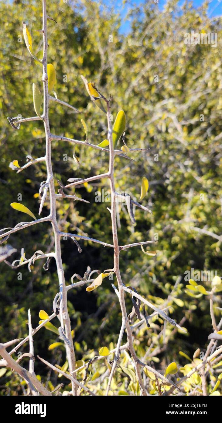 snake eyes (Phaulothamnus spinescens), Plantae, La Paz, MX-BS, MX Stock ...
