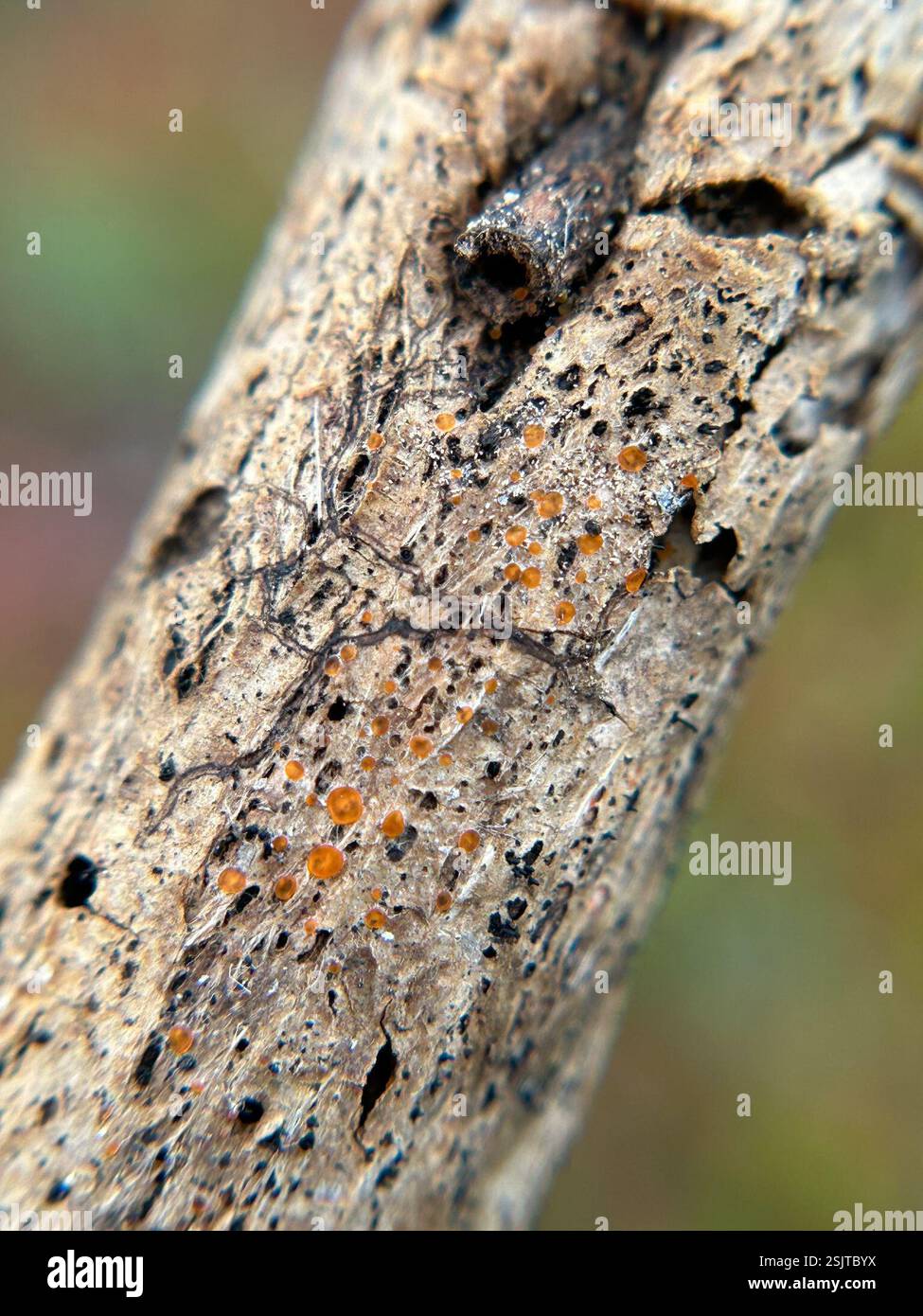 (Leotiomycetes), Fungi, El Moro Ave, Los Osos, CA, US Stock Photo - Alamy