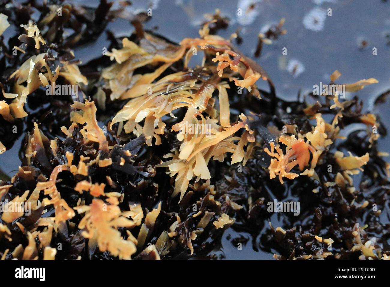 (Prionitis), Plantae, Lane, Oregon, United States Stock Photo - Alamy