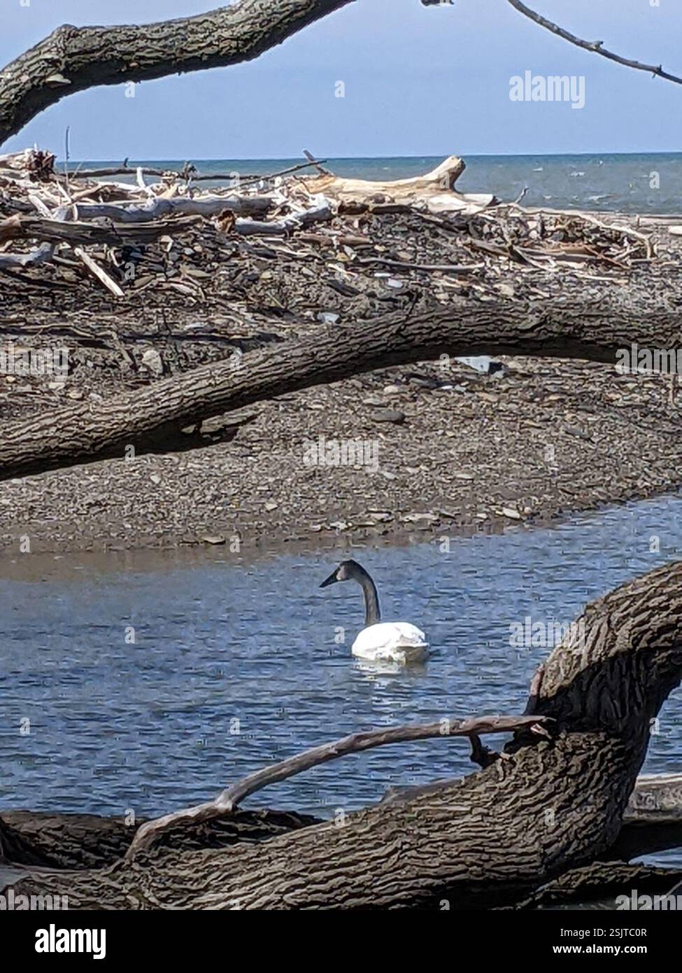 Trumpeter Swan (Cygnus buccinator), Aves, Dunkirk, NY, USA, Sadly only ...