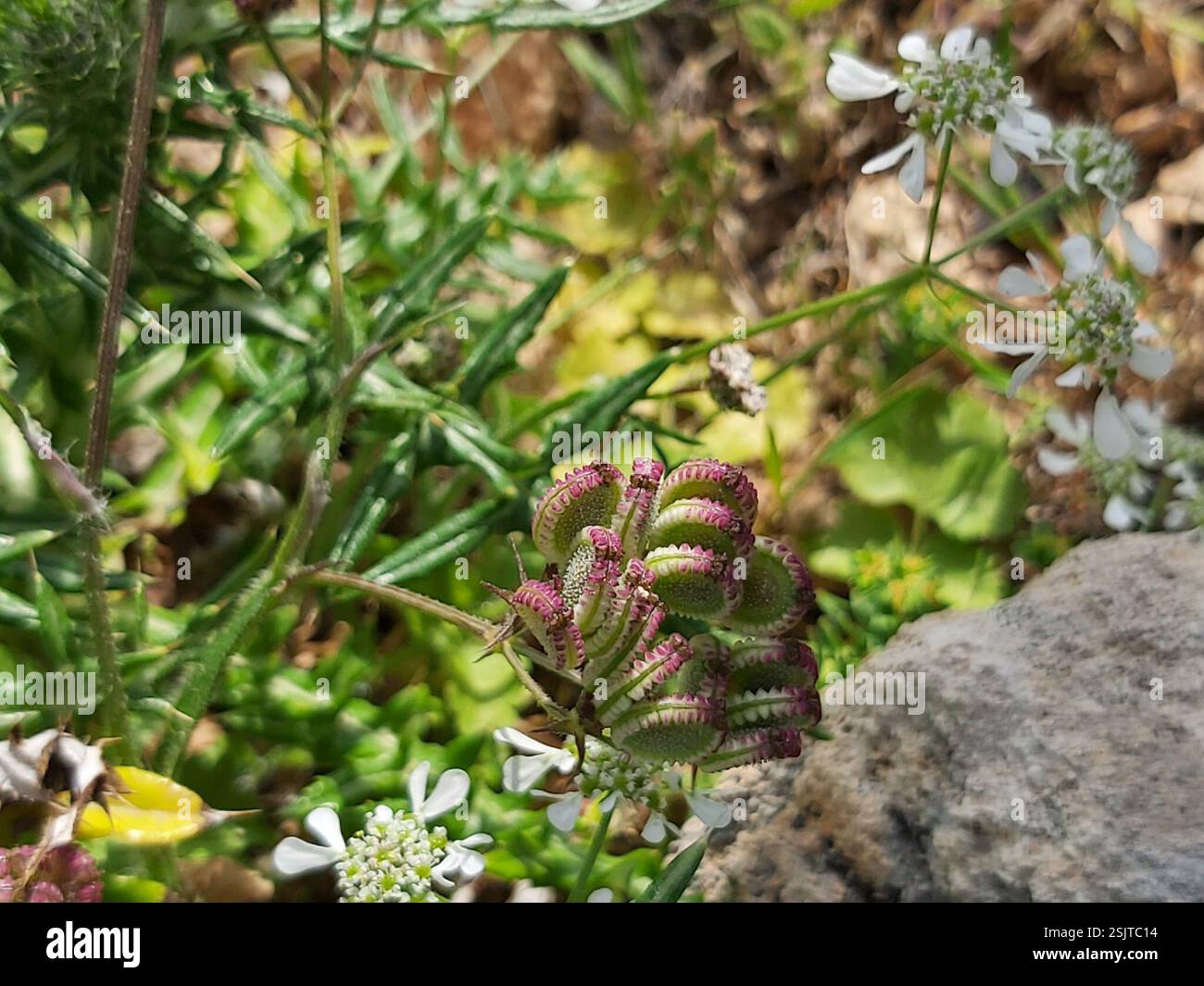 Mediterranean Hartwort (Tordylium apulum), Plantae, X9W7+6QG, Mellieħa ...
