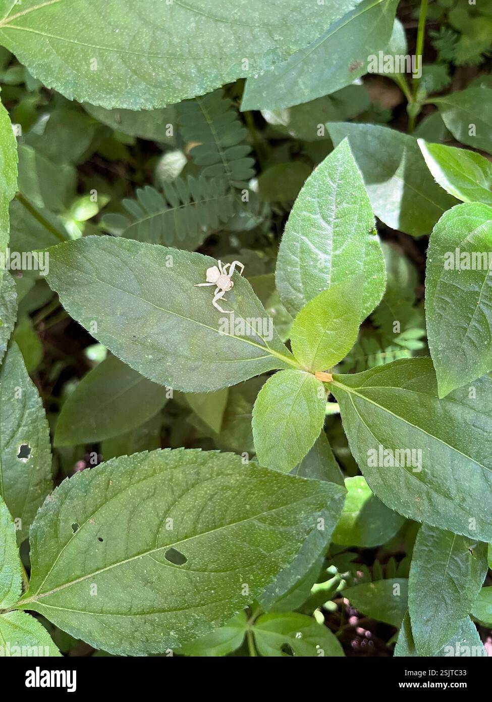 Spectacular Crab Spider (Thomisus spectabilis), Arachnida, Discovery Dr ...