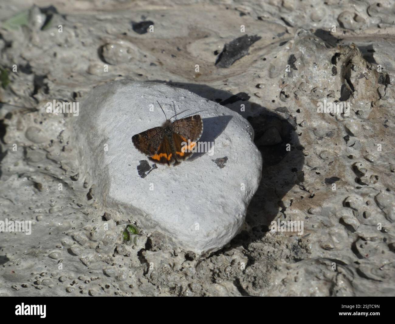Light Orange Underwing (Boudinotiana notha), Insecta, 23010 Buglio In ...