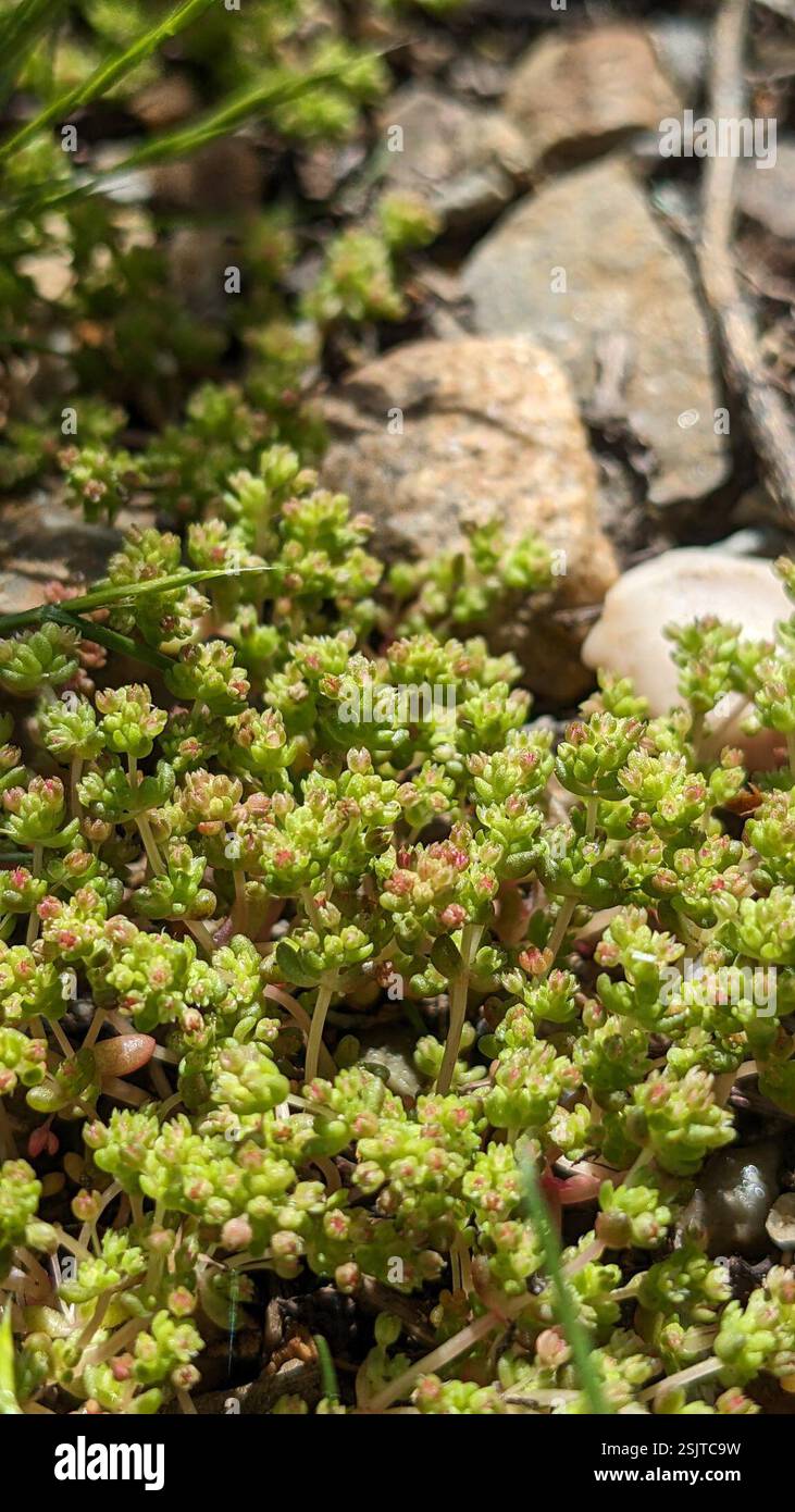 sand pygmyweed (Crassula connata), Plantae, Los Angeles, CA, USA Stock ...