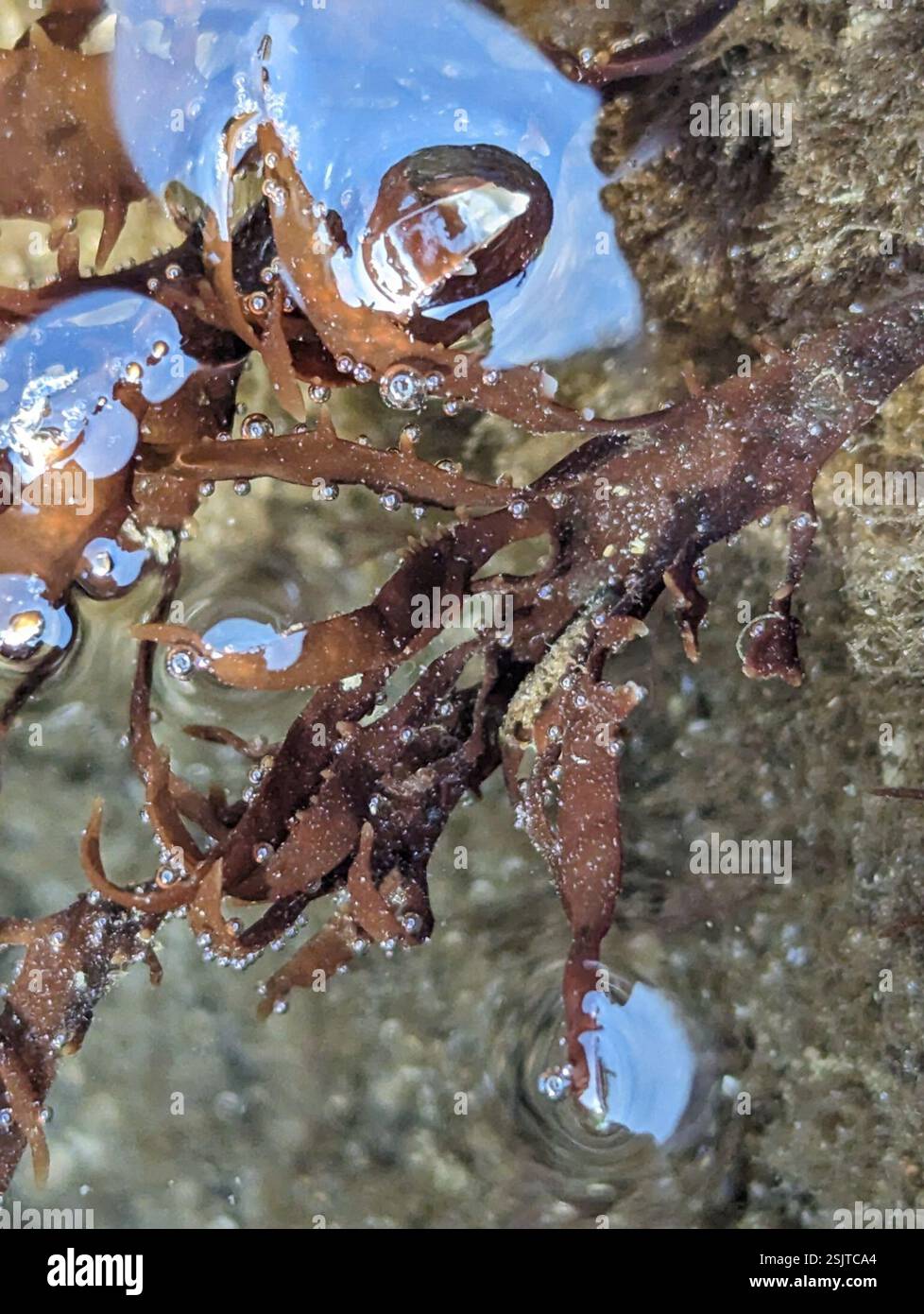 (Prionitis lanceolata), Plantae, Vancouver, BC, Canada Stock Photo - Alamy