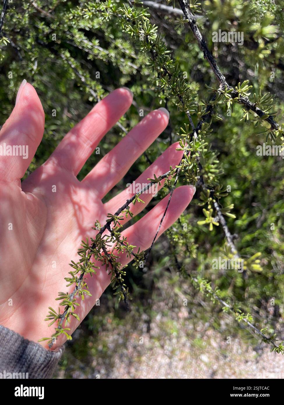 chamise (Adenostoma fasciculatum), Plantae, San Benito County, CA, USA ...