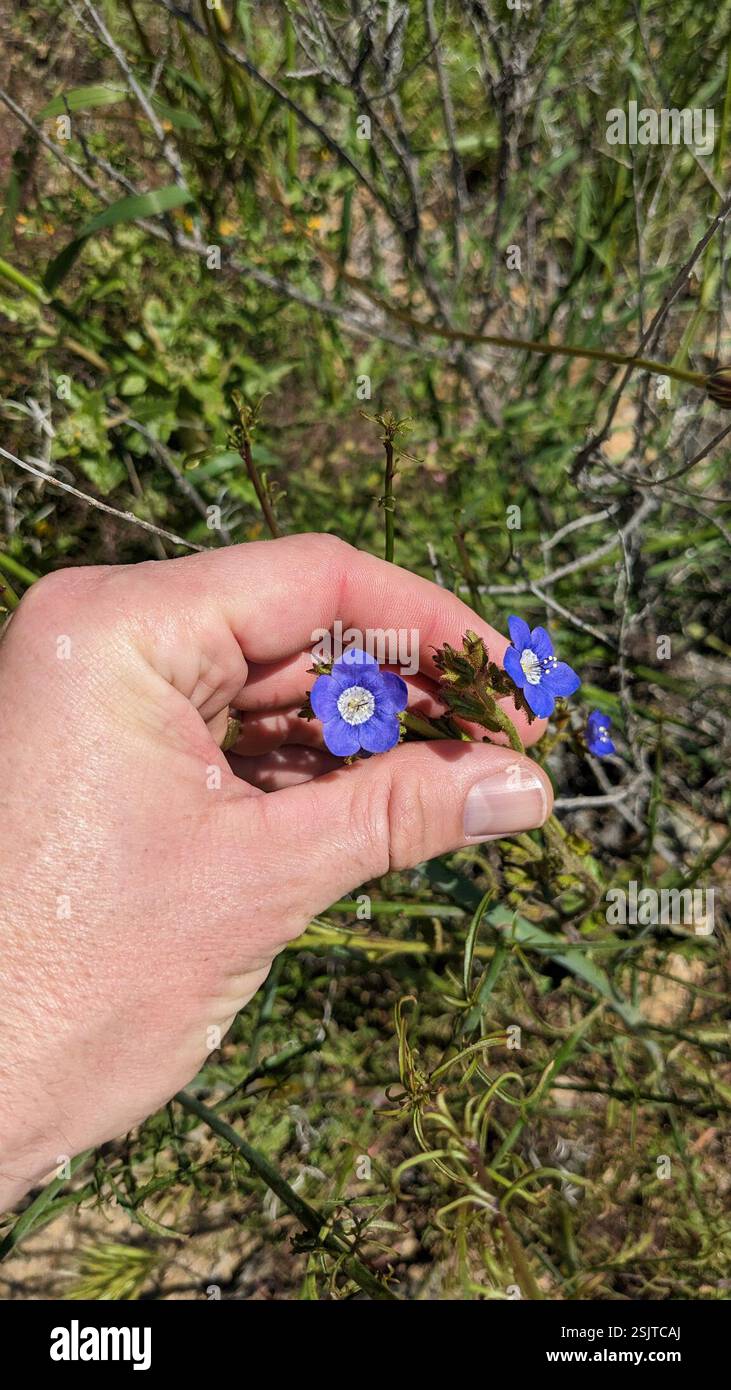 Sticky Phacelia (Phacelia viscida), Plantae, Los Angeles, CA, USA Stock ...