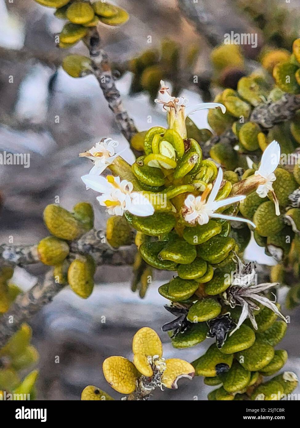 (Olearia nummulariifolia), Plantae, Ohakune 4691, New Zealand Stock ...