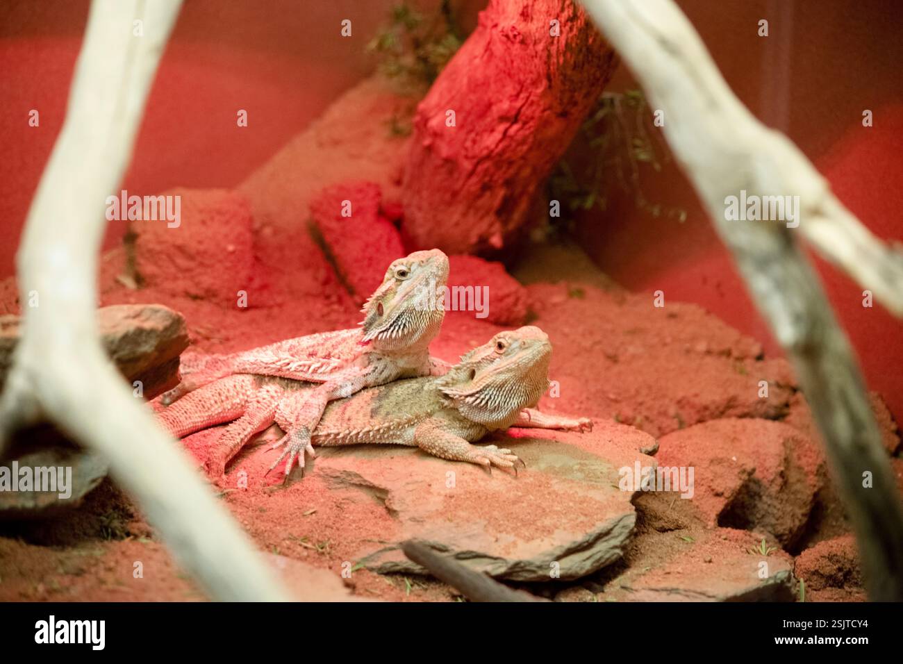 central bearded dragons have a broad, triangular head, round bodies ...