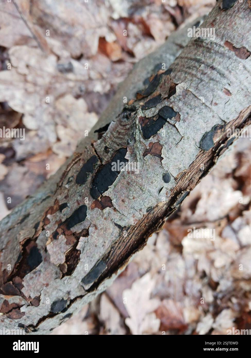 Beech Tarcrust (Biscogniauxia nummularia), Fungi, Marburg ...
