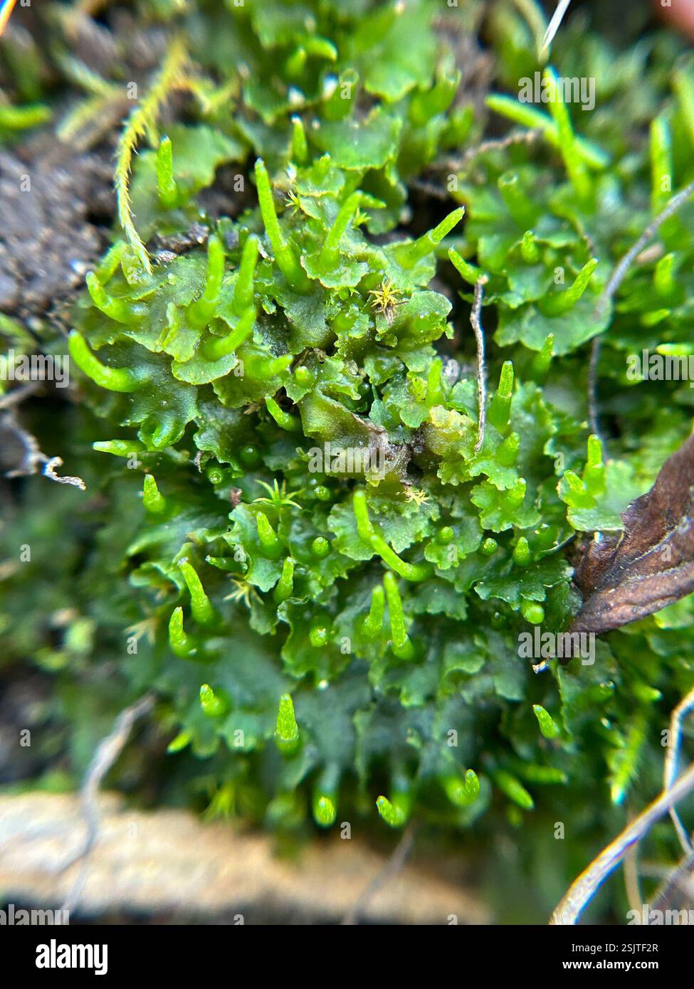 hornworts (Anthocerotophyta), Plantae, Monaña de Oro State Park, Los ...