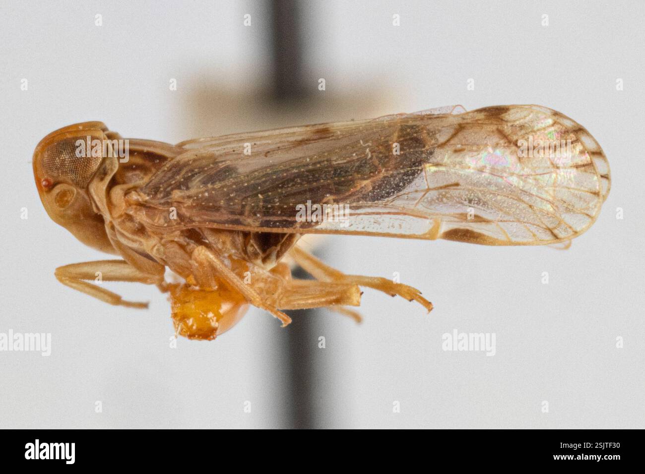 (Haplaxius sparagma), Insecta, Lago Peten Itza, Guatemala, This is the ...
