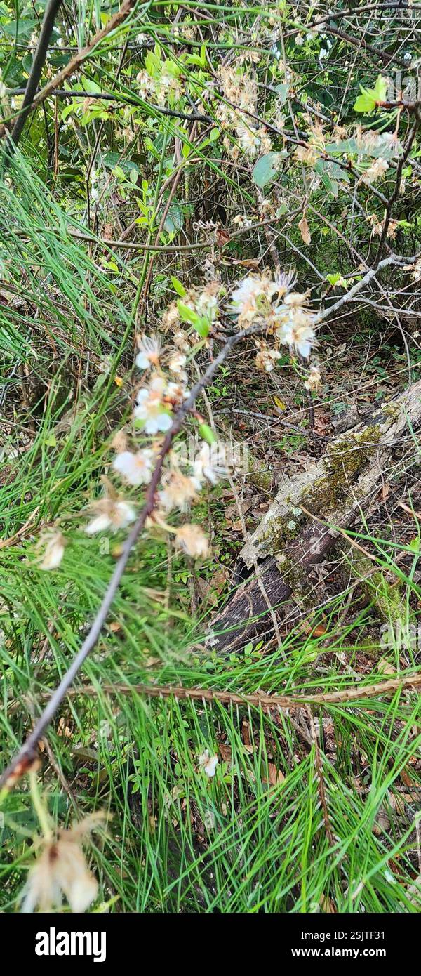 Chickasaw plum (Prunus angustifolia), Plantae, Fl Caverns State Park ...