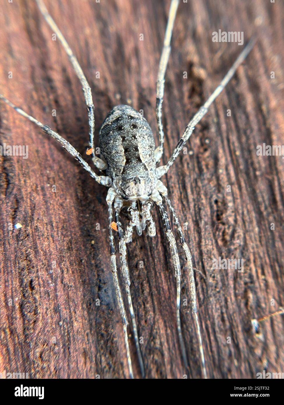 (Protolophus singularis), Arachnida, Highland Dr, Los Osos, CA, US, The ...