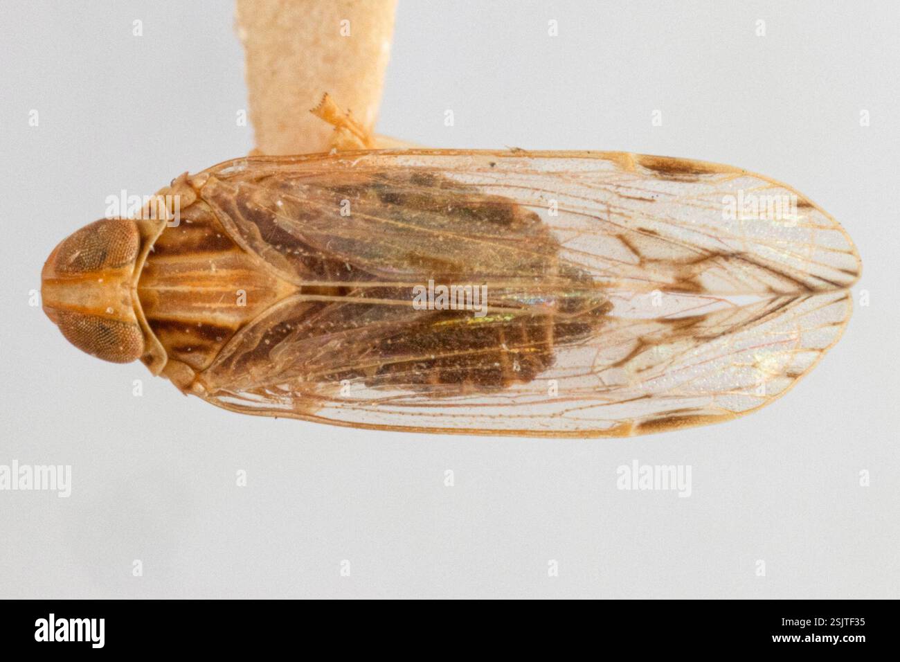 (Haplaxius sparagma), Insecta, Lago Peten Itza, Guatemala, This is the ...