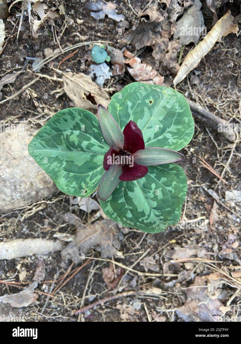 Little Sweet Betsy (Trillium cuneatum), Plantae, Georgia, US Stock ...