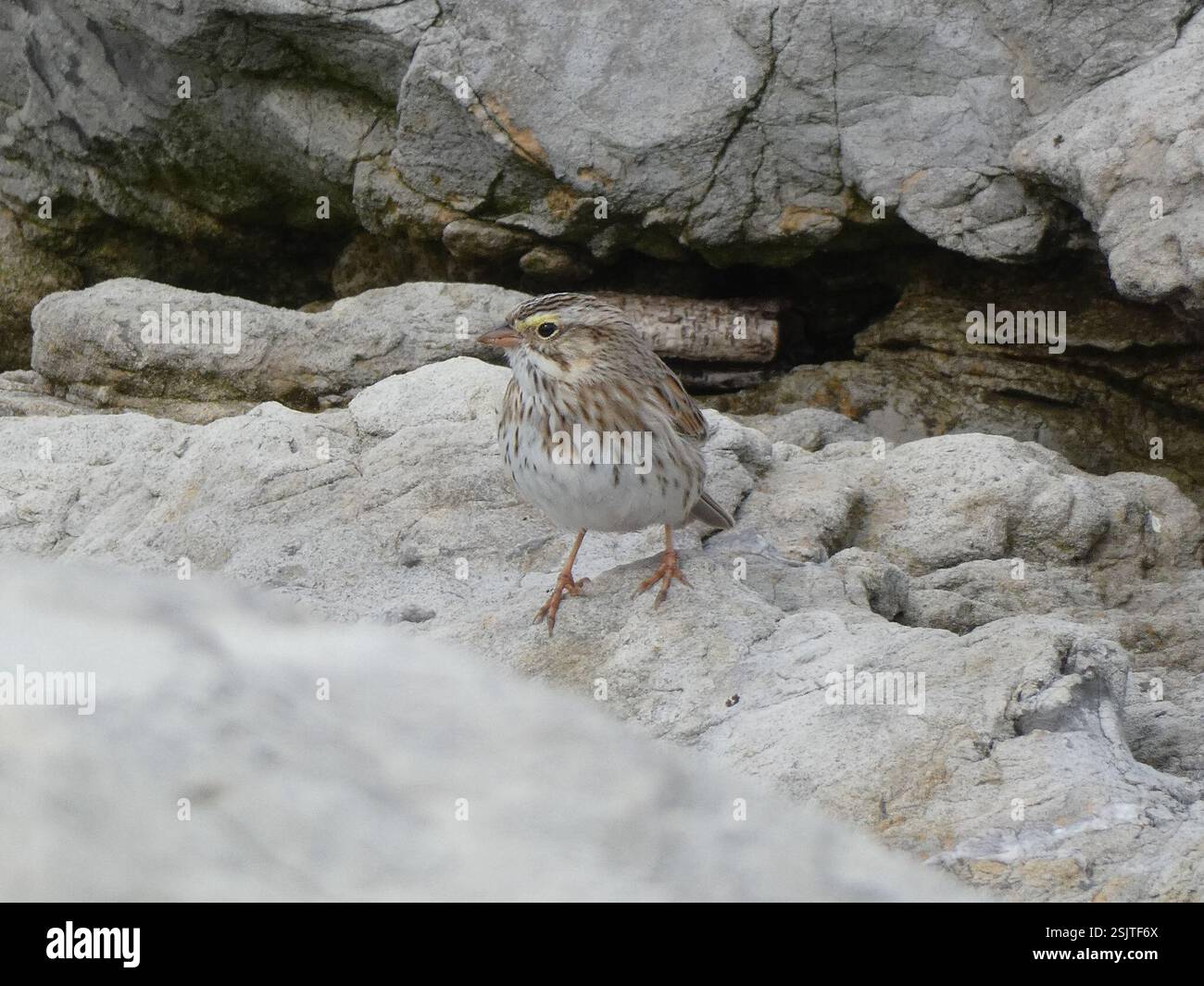 Ipswich Sparrow (Passerculus sandwichensis princeps), Aves, Berkeley ...
