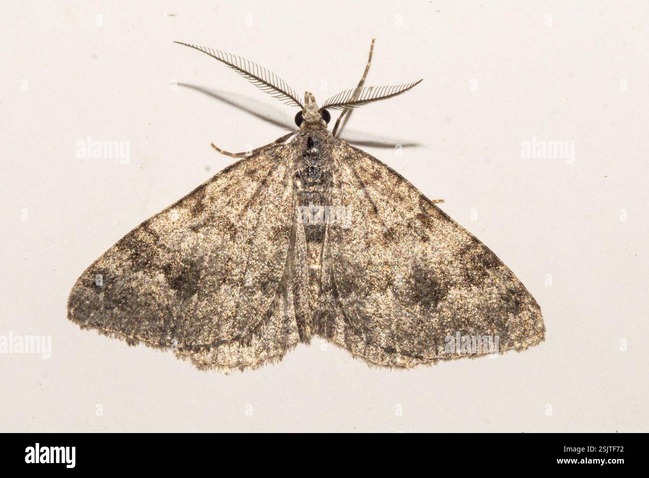 (Helastia corcularia), Insecta, St Bathans, New Zealand, Mothing ...