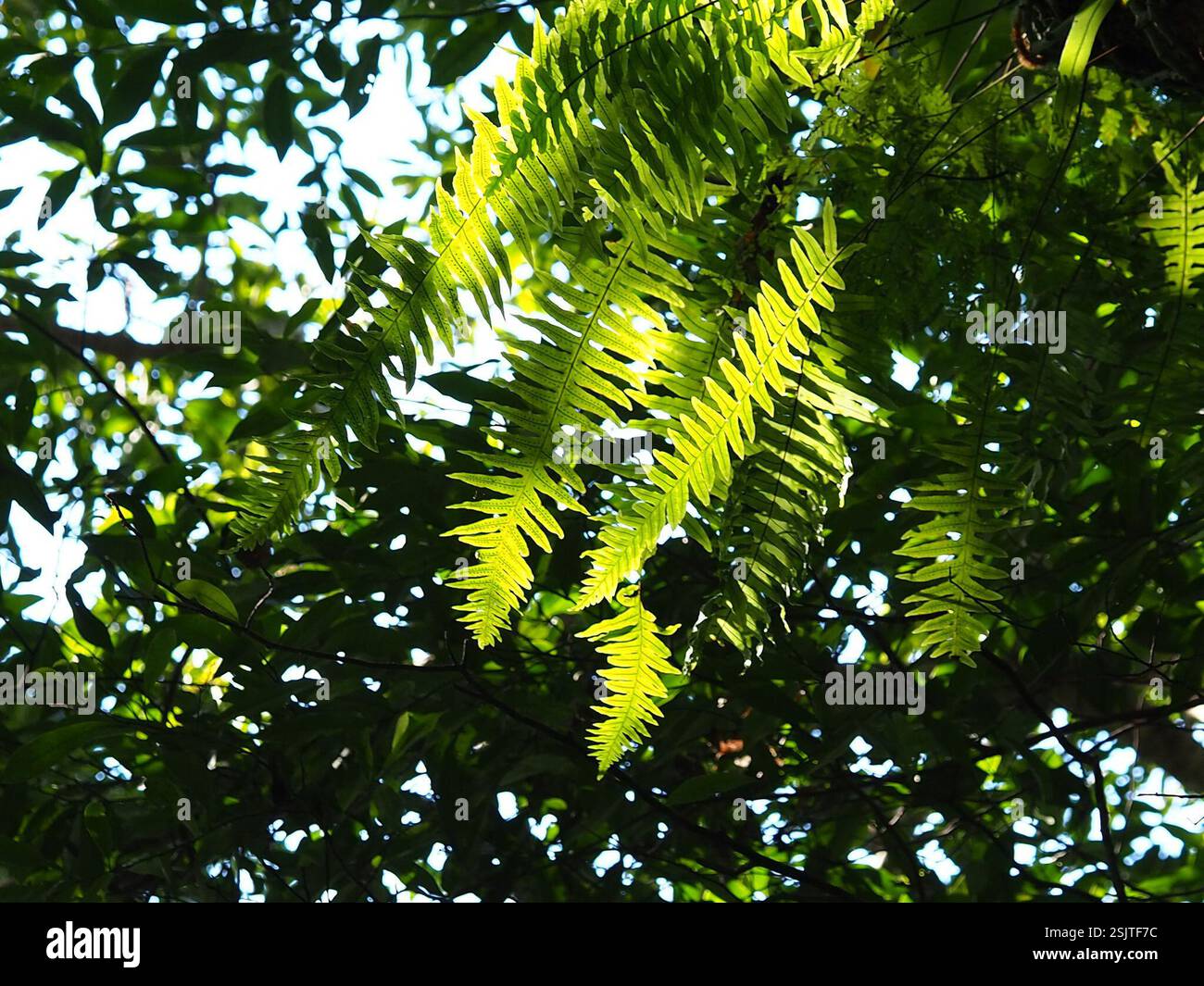 Taiwan Polypody (Goniophlebium formosanum), Plantae, 台灣新北市 Stock Photo ...