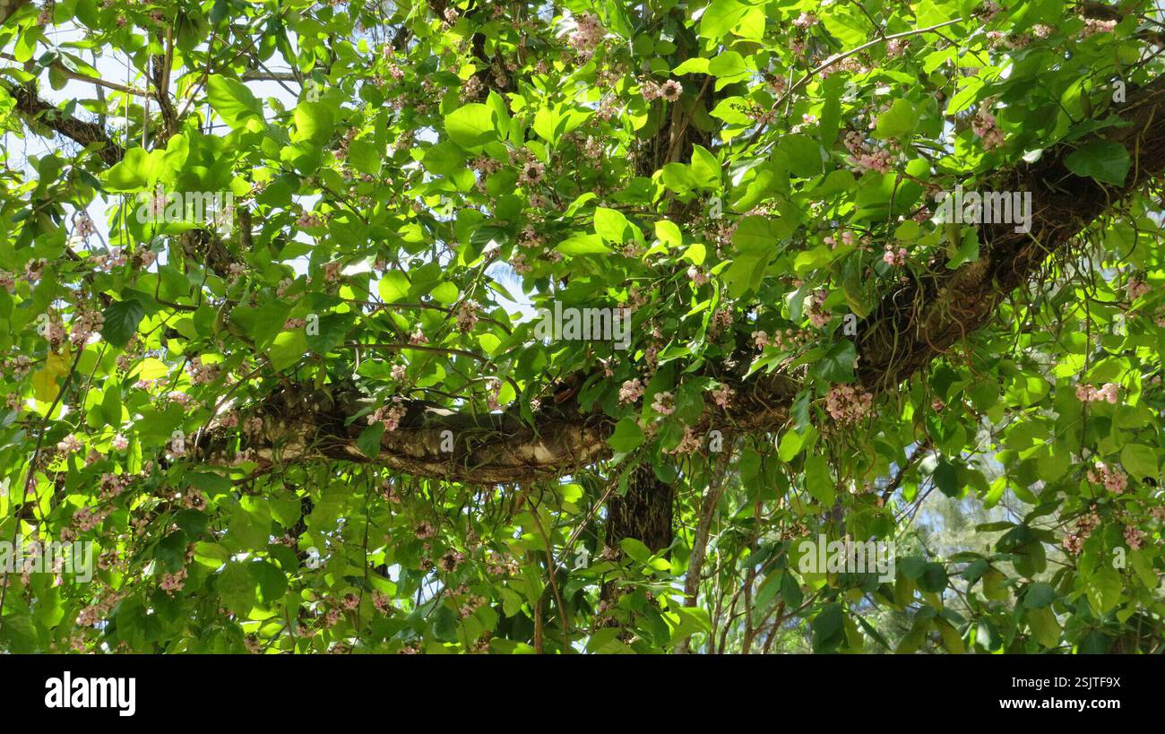 Indian beech tree (Millettia pinnata), Plantae, Краби, Таиланд Stock ...