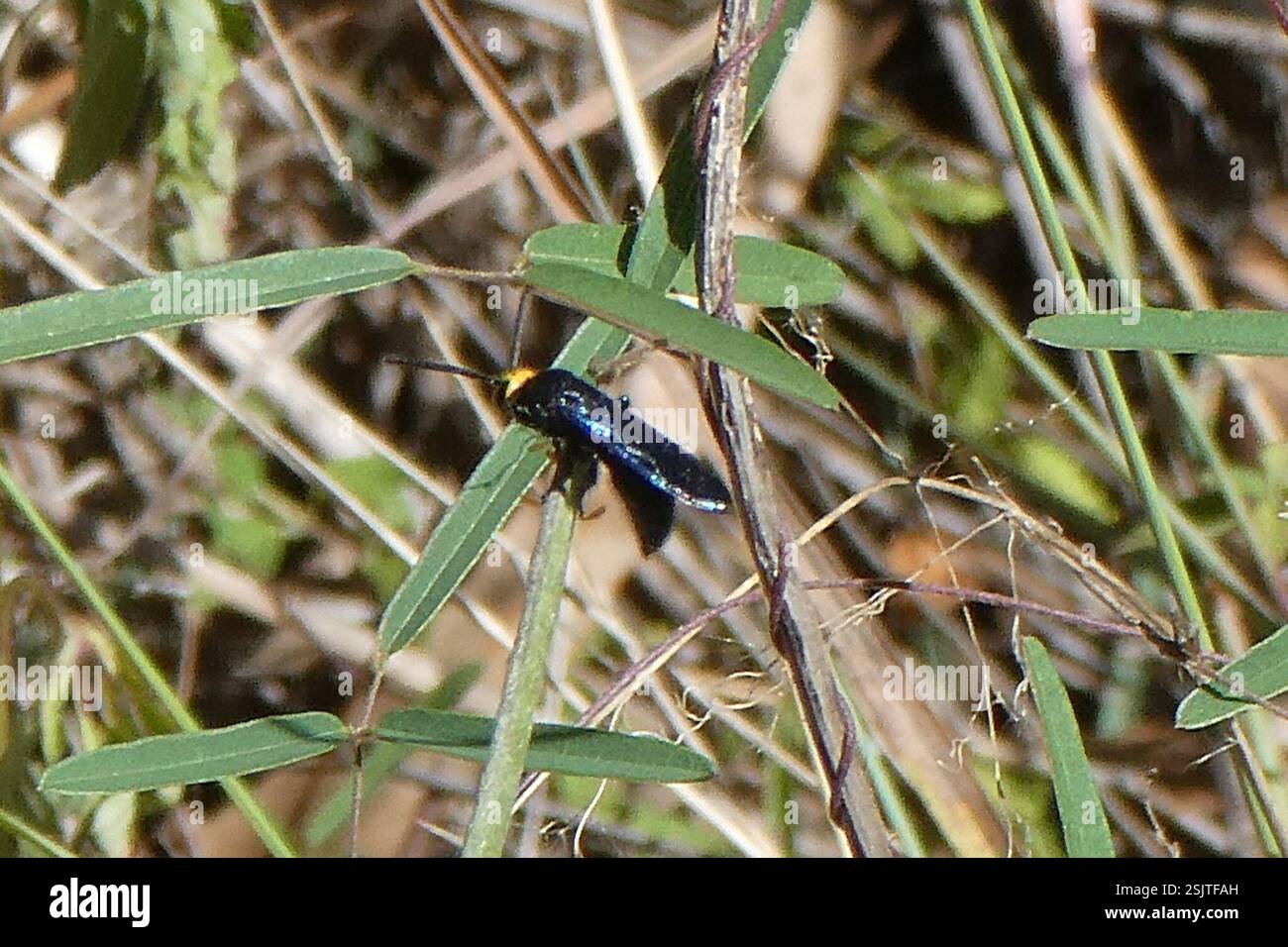 Yellow-headed Flower Wasp (Scolia verticalis), Insecta, Anstead ...