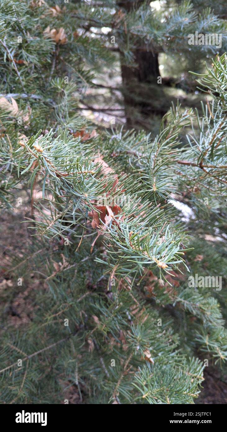 white fir (Abies concolor), Plantae, Cochise County, US-AZ, US Stock ...