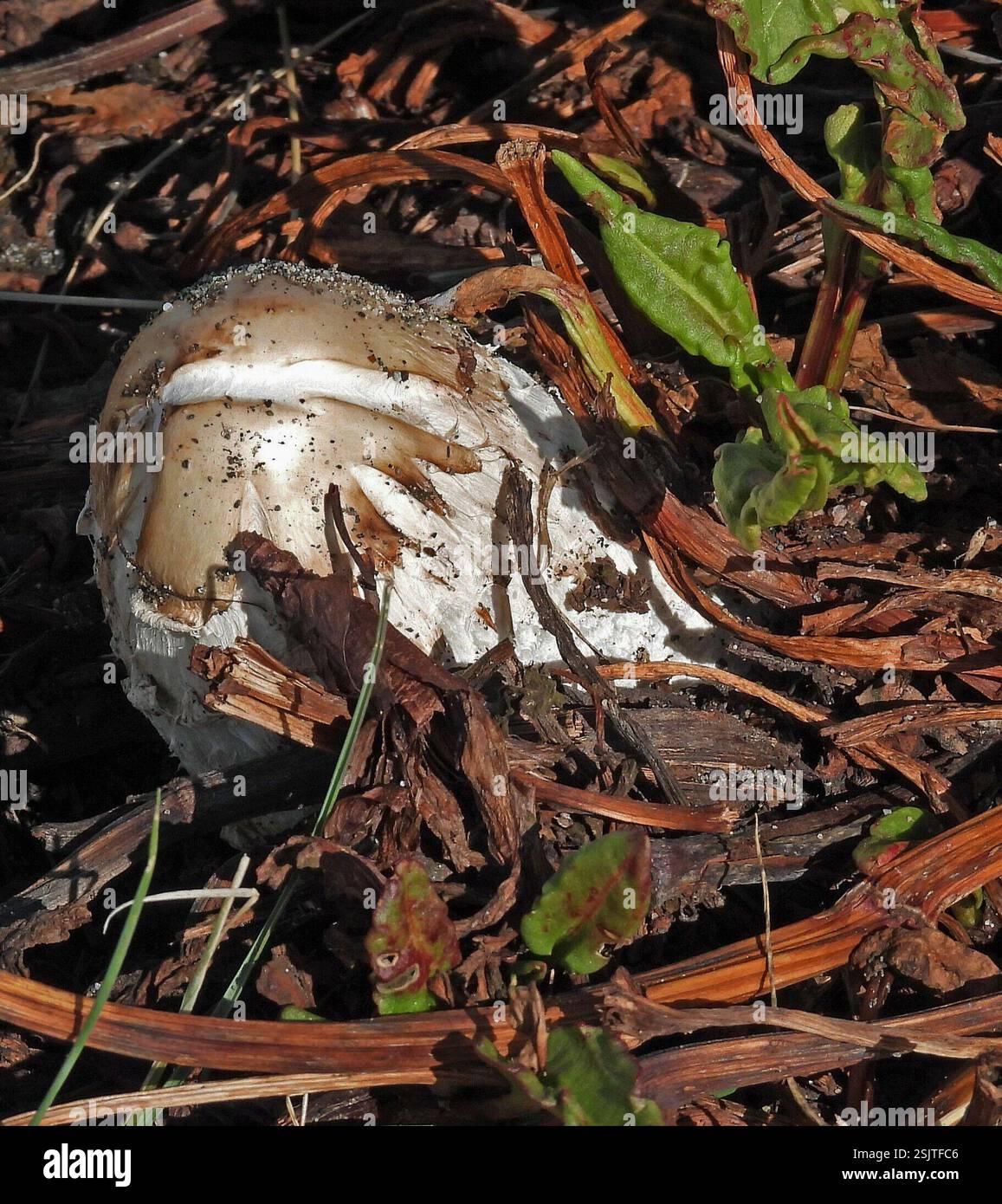 Termite Inkcaps (Podaxis), Fungi, Río Grande, Tierra del Fuego ...