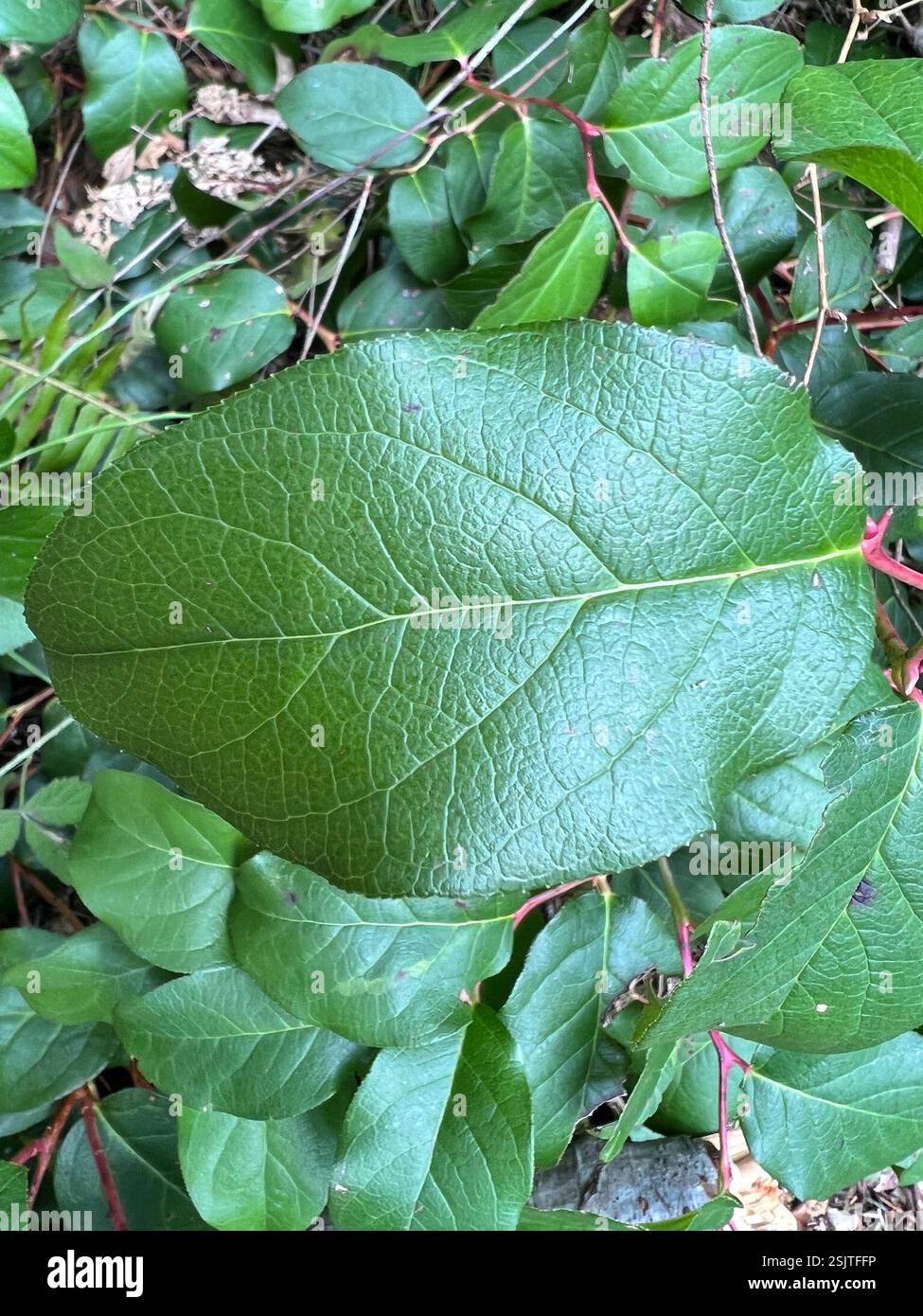 salal (Gaultheria shallon), Plantae, King County, WA, USA Stock Photo ...