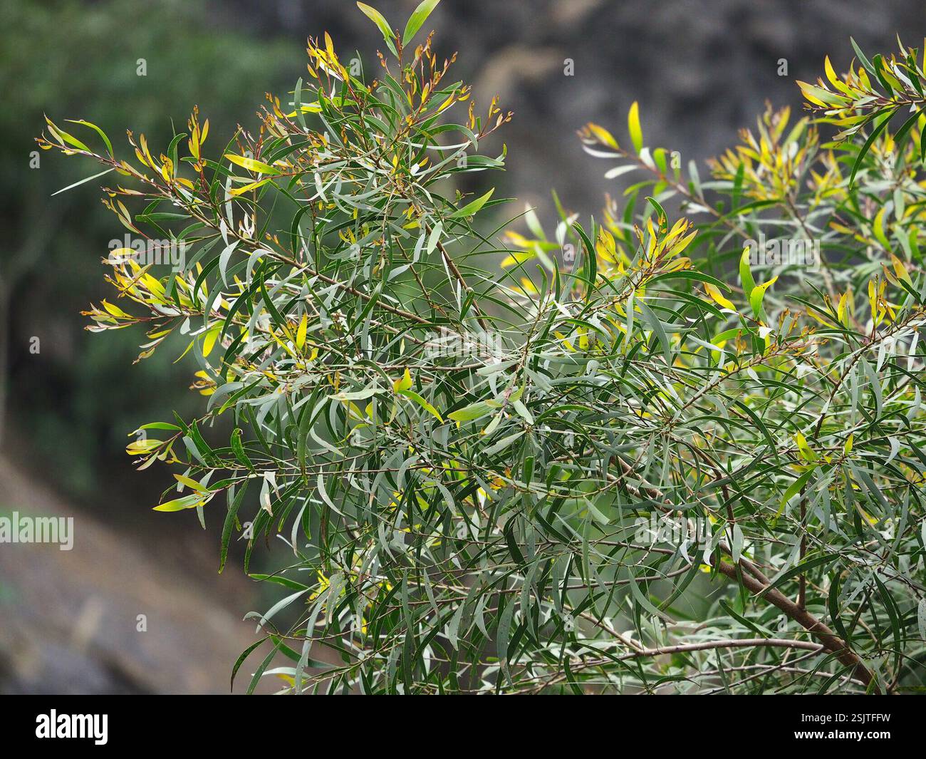 Taiwan Acacia (Acacia confusa), Plantae, 台灣台北 Stock Photo - Alamy