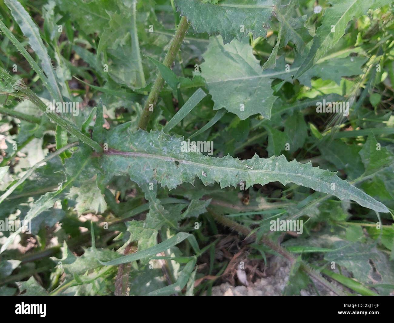False Hawkbit (Urospermum picroides), Plantae, V94W+FVP, Sidživis ...