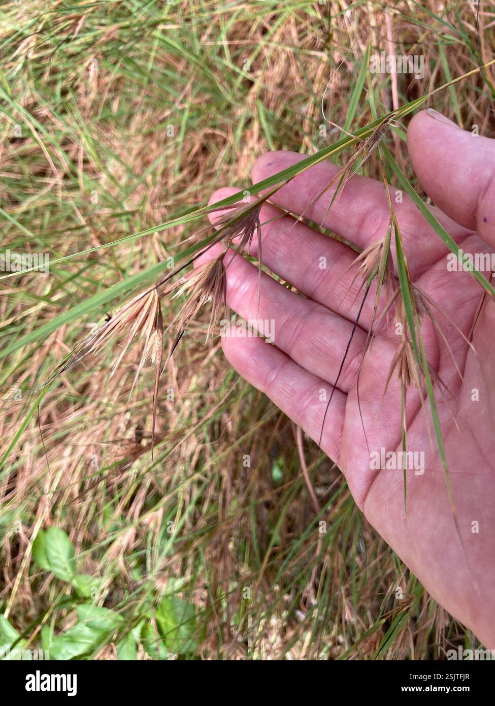 Kangaroo Grass (Themeda triandra), Plantae, Duaringa, AU-QL, AU Stock ...