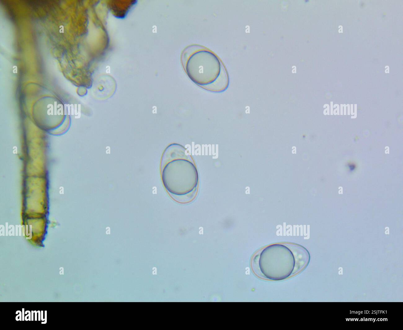 (Geopora foliacea), Fungi, Sándorfalva, 6762 Magyarország Stock Photo ...