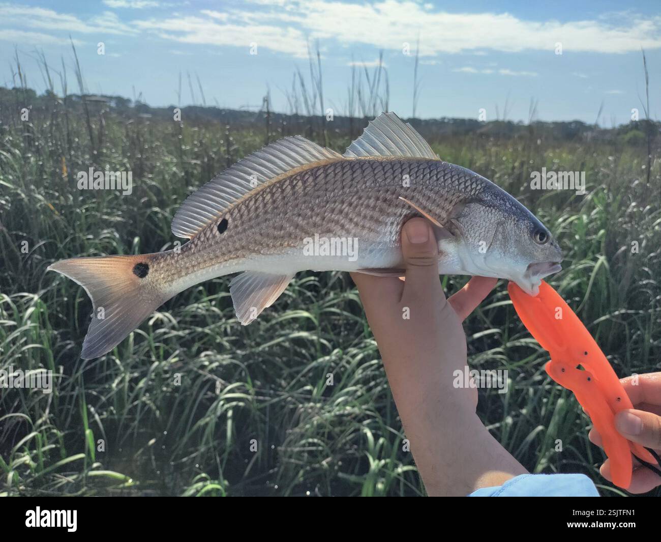 Red Drum (Sciaenops ocellatus), Actinopterygii, United States Stock ...
