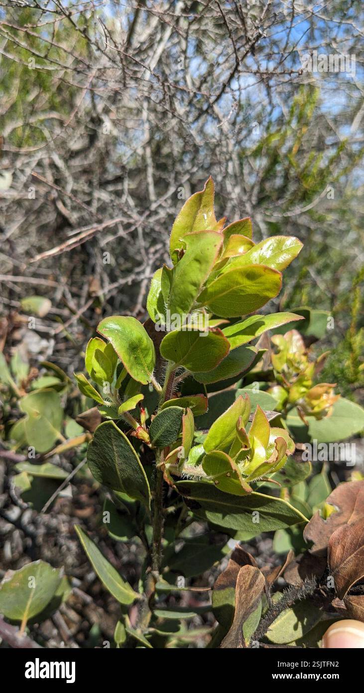 Eastwood's Manzanita (Arctostaphylos glandulosa), Plantae, Los Angeles ...