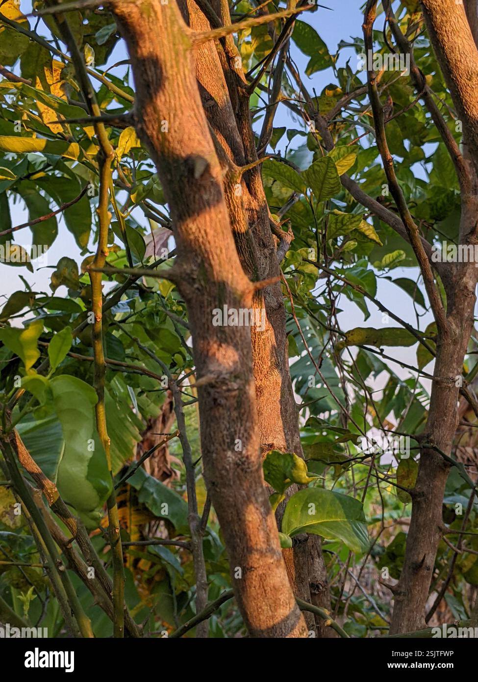 Citrus Bud Mite (Aceria sheldoni), Arachnida, Moca, Dominican Republic ...