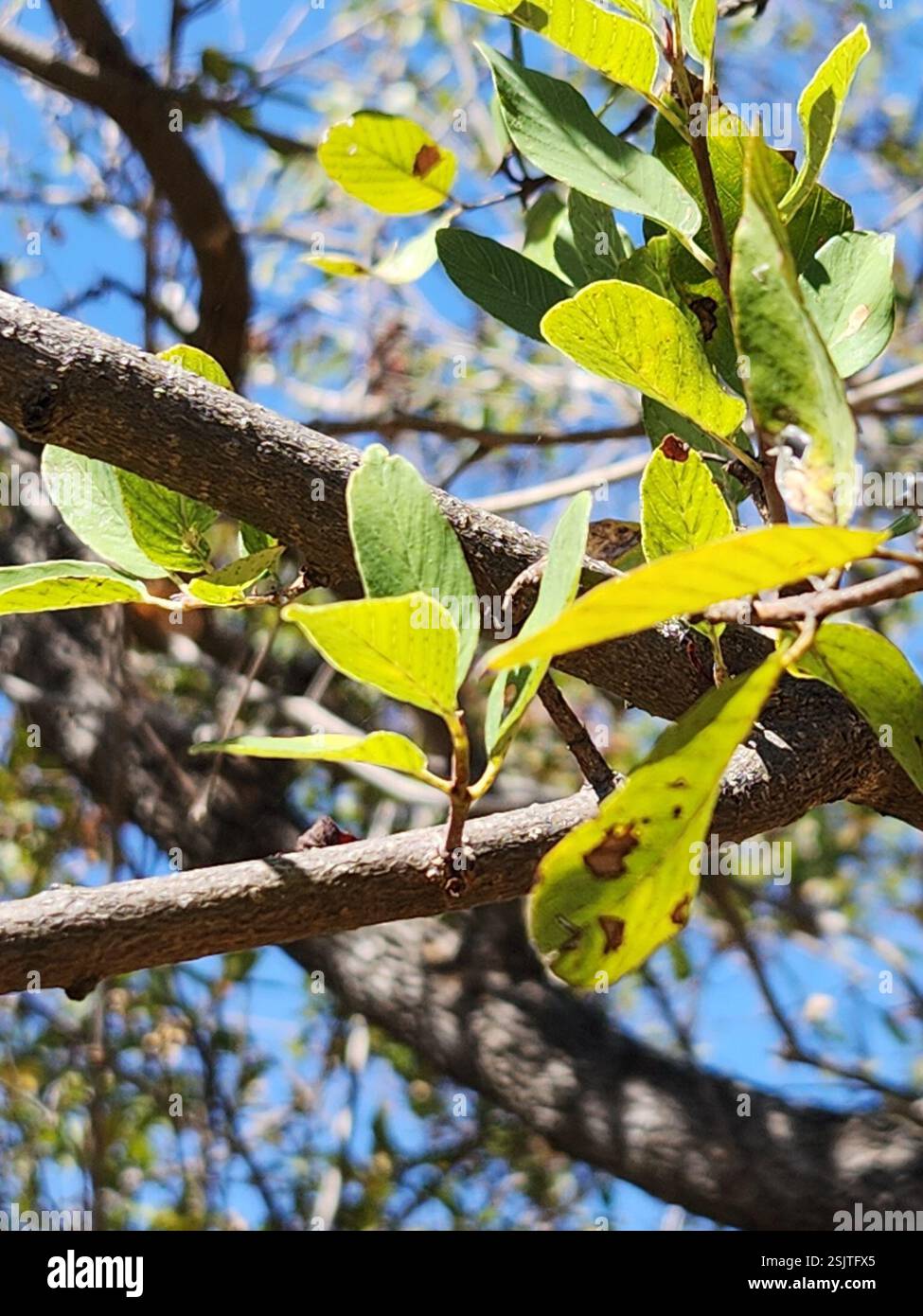 Coyotillo (Karwinskia humboldtiana), Plantae, La Paz, MX-BS, MX Stock ...