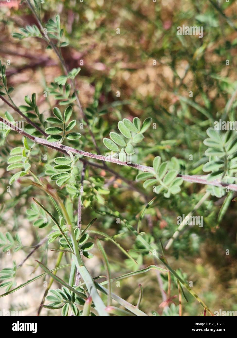 Silver Prairie Clover (Dalea bicolor), Plantae, Ensenada, MX-BN, MX ...