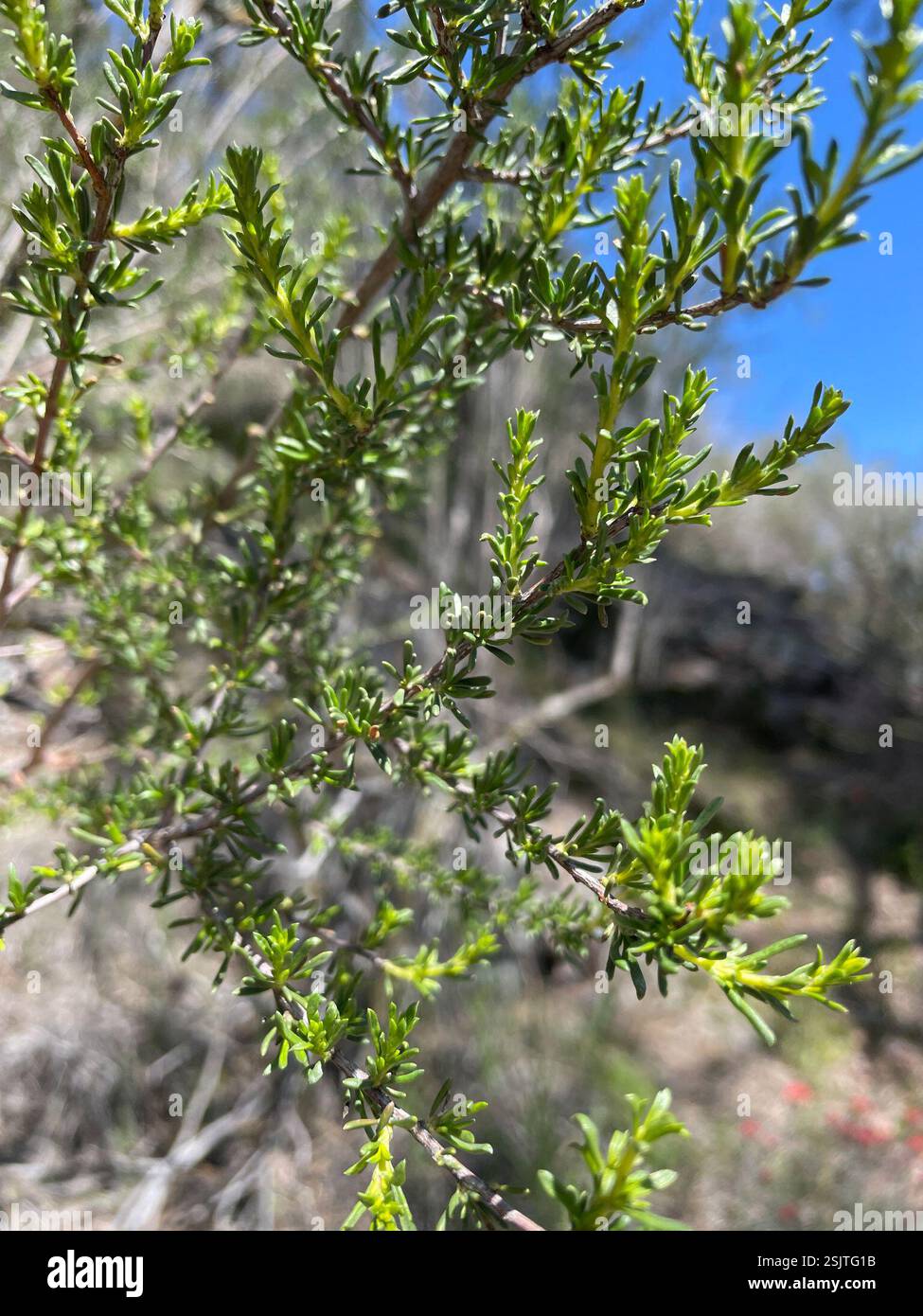 chamise (Adenostoma fasciculatum), Plantae, San Benito County, CA, USA ...