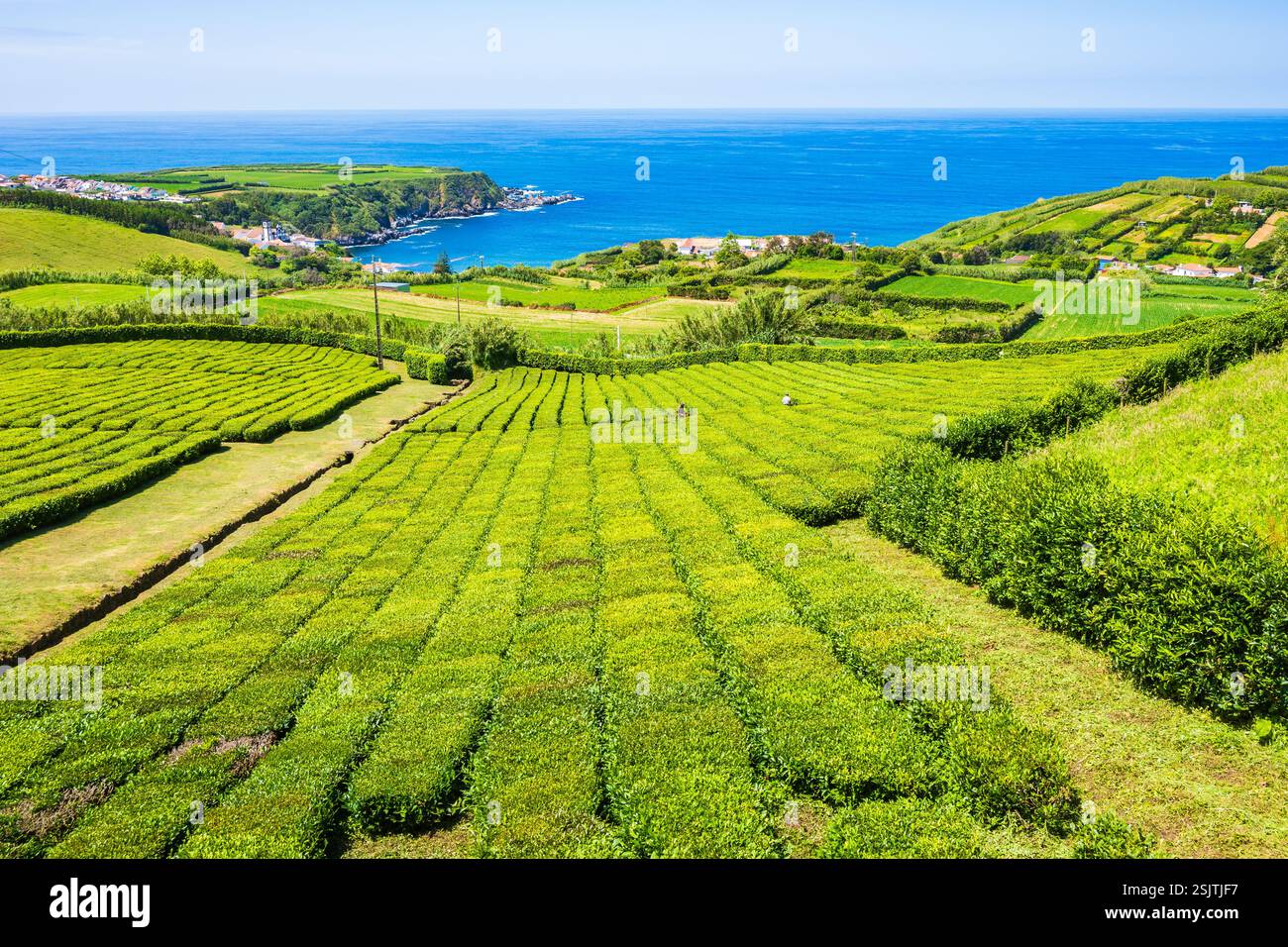 Tea plantation on green hills against ocean background, Sao Miguel ...
