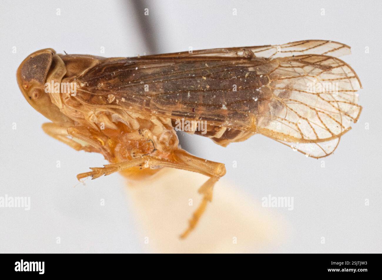 (Haplaxius serratus), Insecta, Orizaba, Ver., Mexico, This is a ...