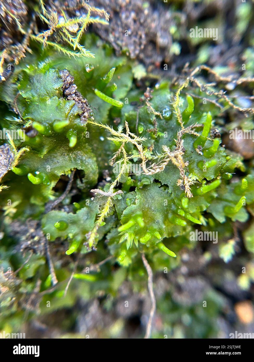 hornworts (Anthocerotophyta), Plantae, Monaña de Oro State Park, Los ...